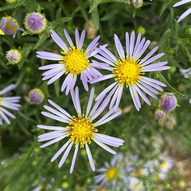 Aster (Symphyotrichum) chilensis | HARDY CALIFORNIANS