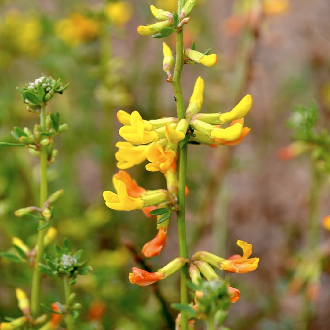 Acmispon glaber (Lotus scoparius) | HARDY CALIFORNIANS