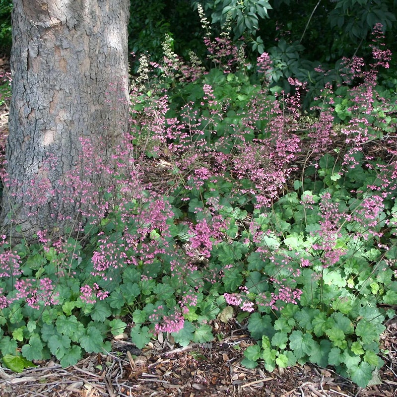 Heuchera 'Wendy' | HARDY CALIFORNIANS