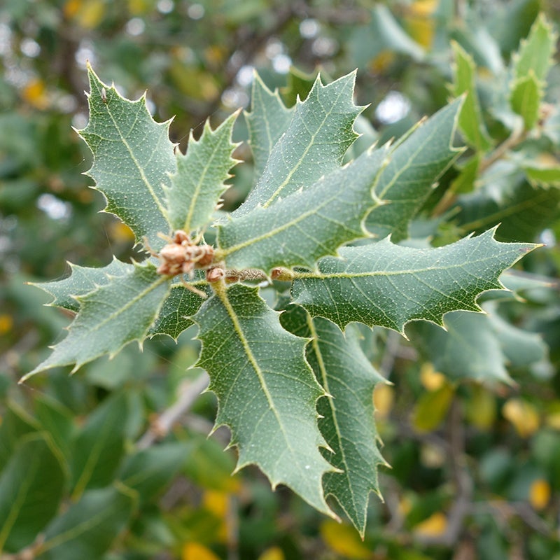Quercus agrifolia | HARDY CALIFORNIANS