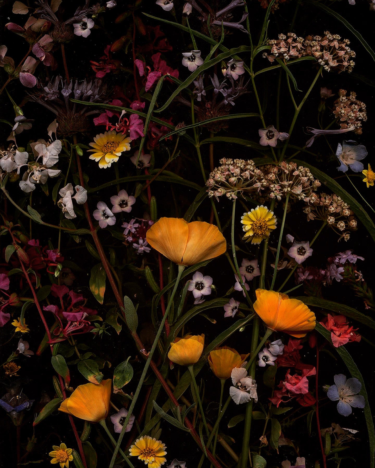 Wildflower Seed Packets | HARDY CALIFORNIANS