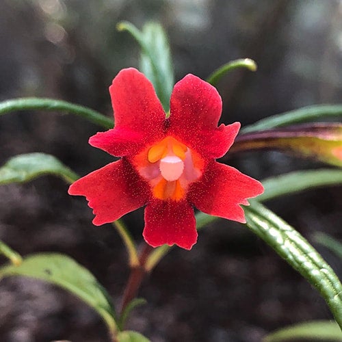 Diplacus (Mimulus) puniceus | HARDY CALIFORNIANS